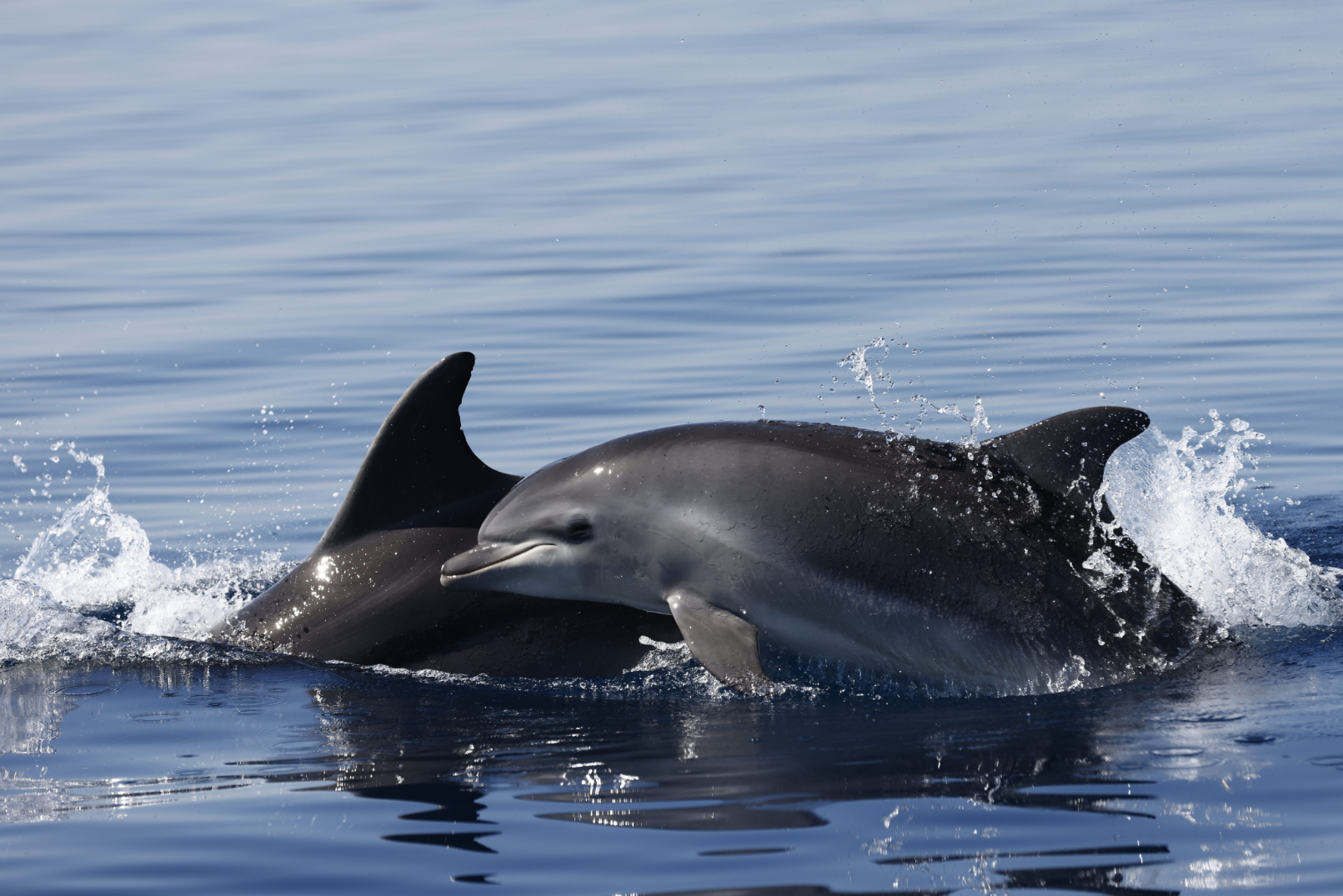 Biodiversity and tech: become a Marine Ranger!